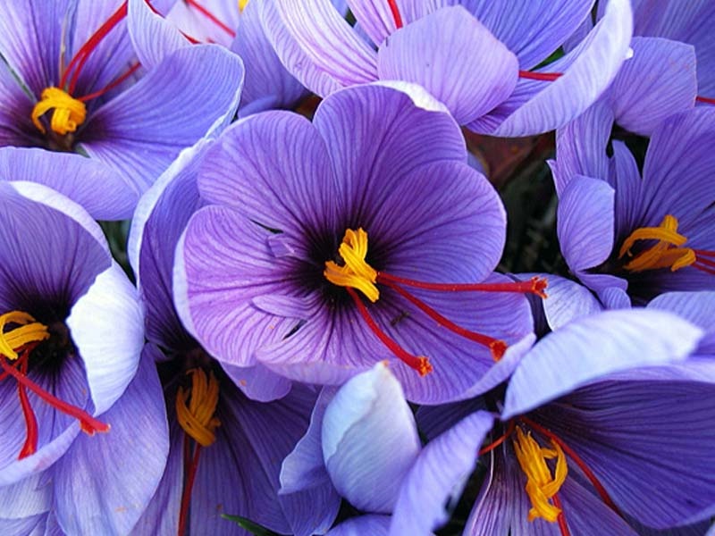 [태안가을꽃축제]그리스 크레타벽화속의 샤프란